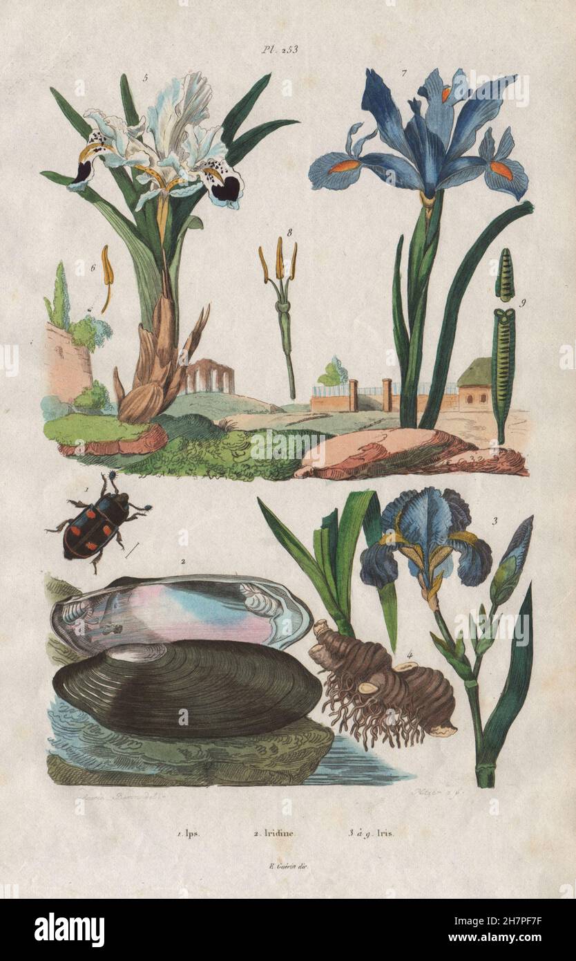 Ips beetle. Iridina mollusc. Iris flower, antique print 1833 Stock ...