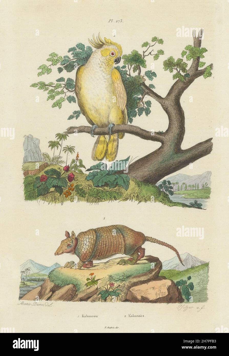 Kabassou (Cabassous armadillo). Kakatoes (Cockatoo). Yellow/Suplhur ...