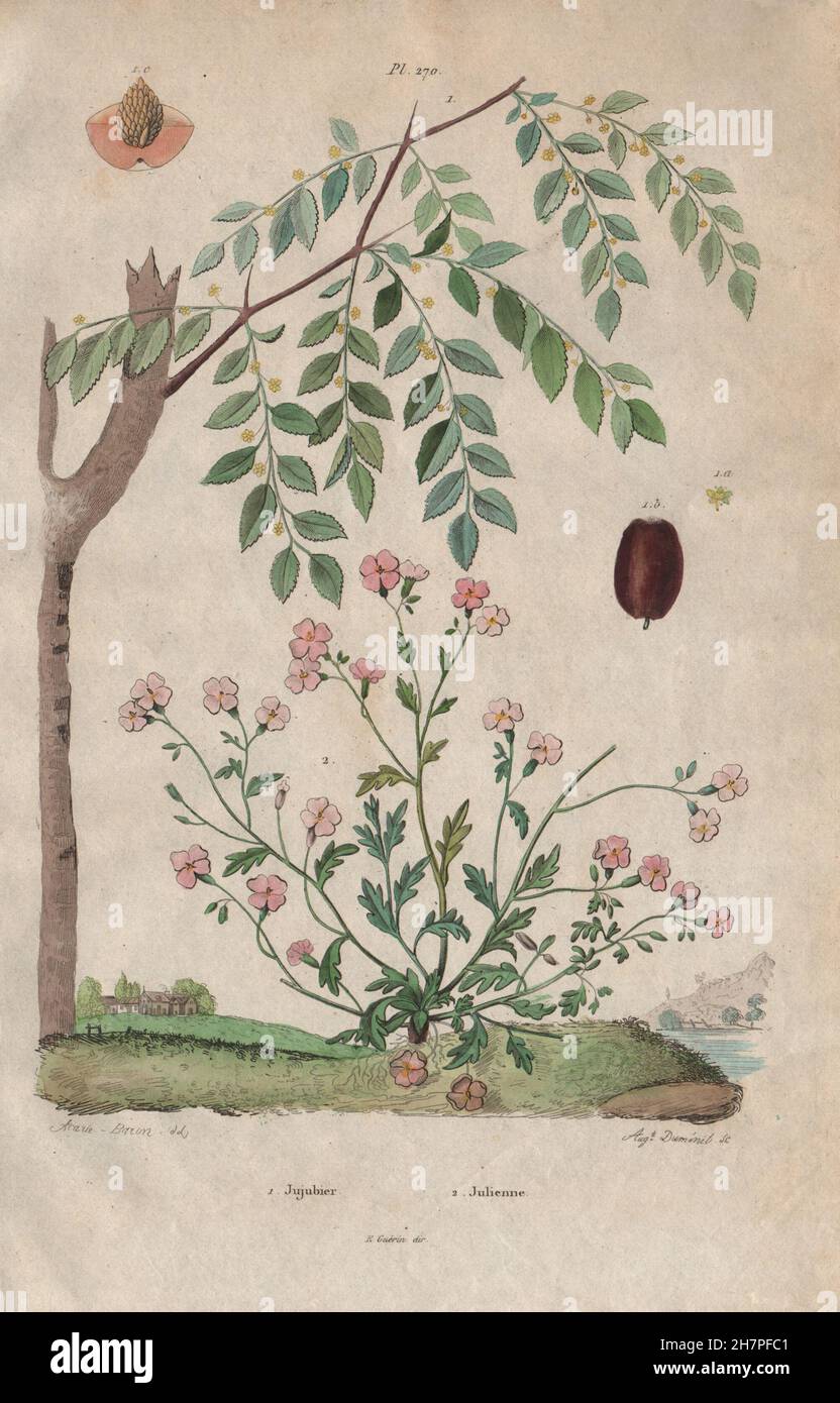 Jujubier (Jujube tree). Julienne (Hesperis matronalis - dame rocket ...