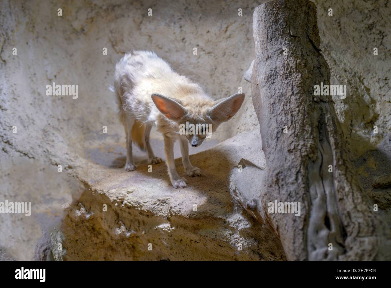 Fennec fox with its ears hi-res stock photography and images - Alamy