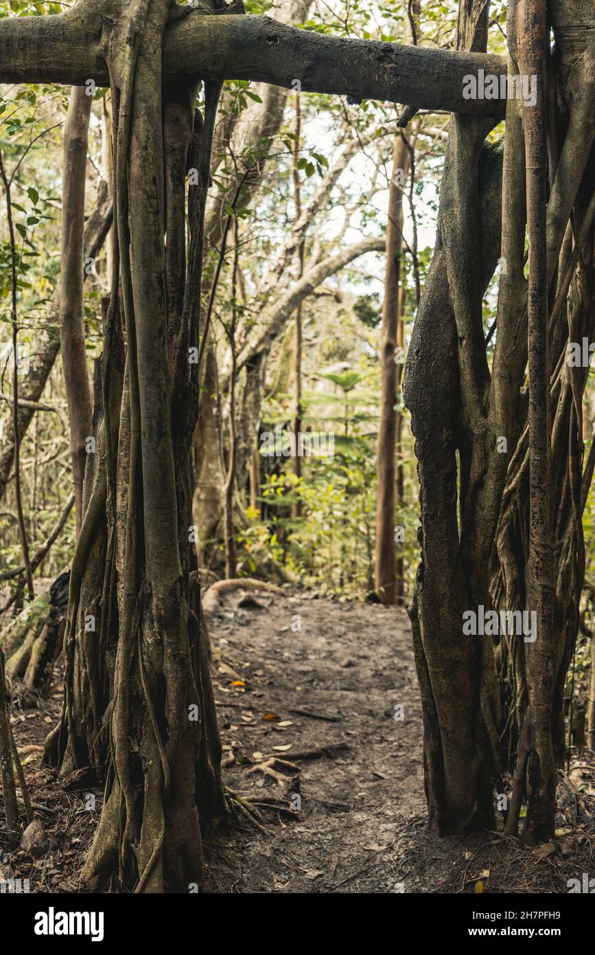 Vertical shot of beautiful natural wood doorway made from tree limbs in ...