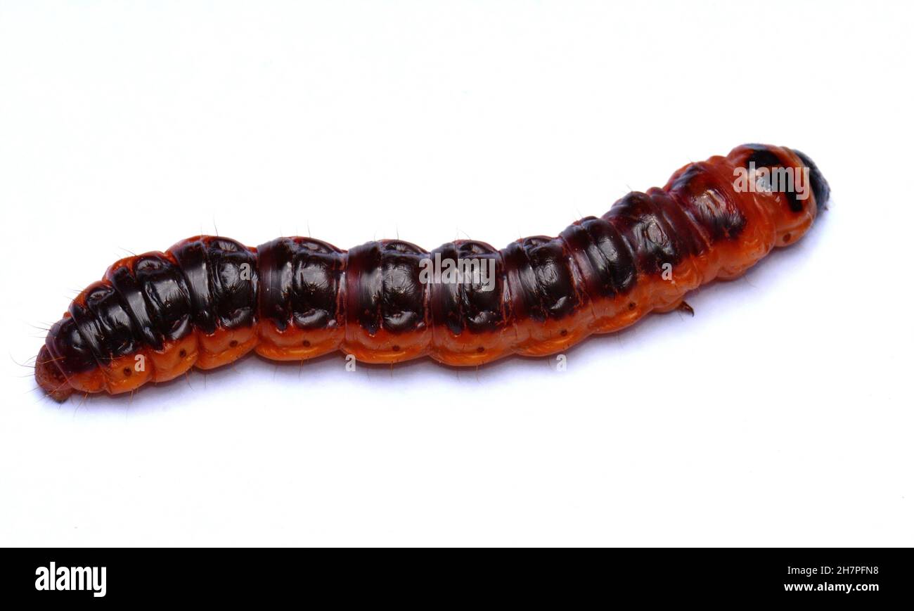 Goat moth cossus cossus pupa hi-res stock photography and images - Alamy