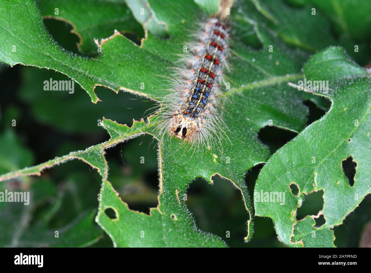 The gypsy moth (Lymantria dispar) caterpillar feeding on oak leaves ...
