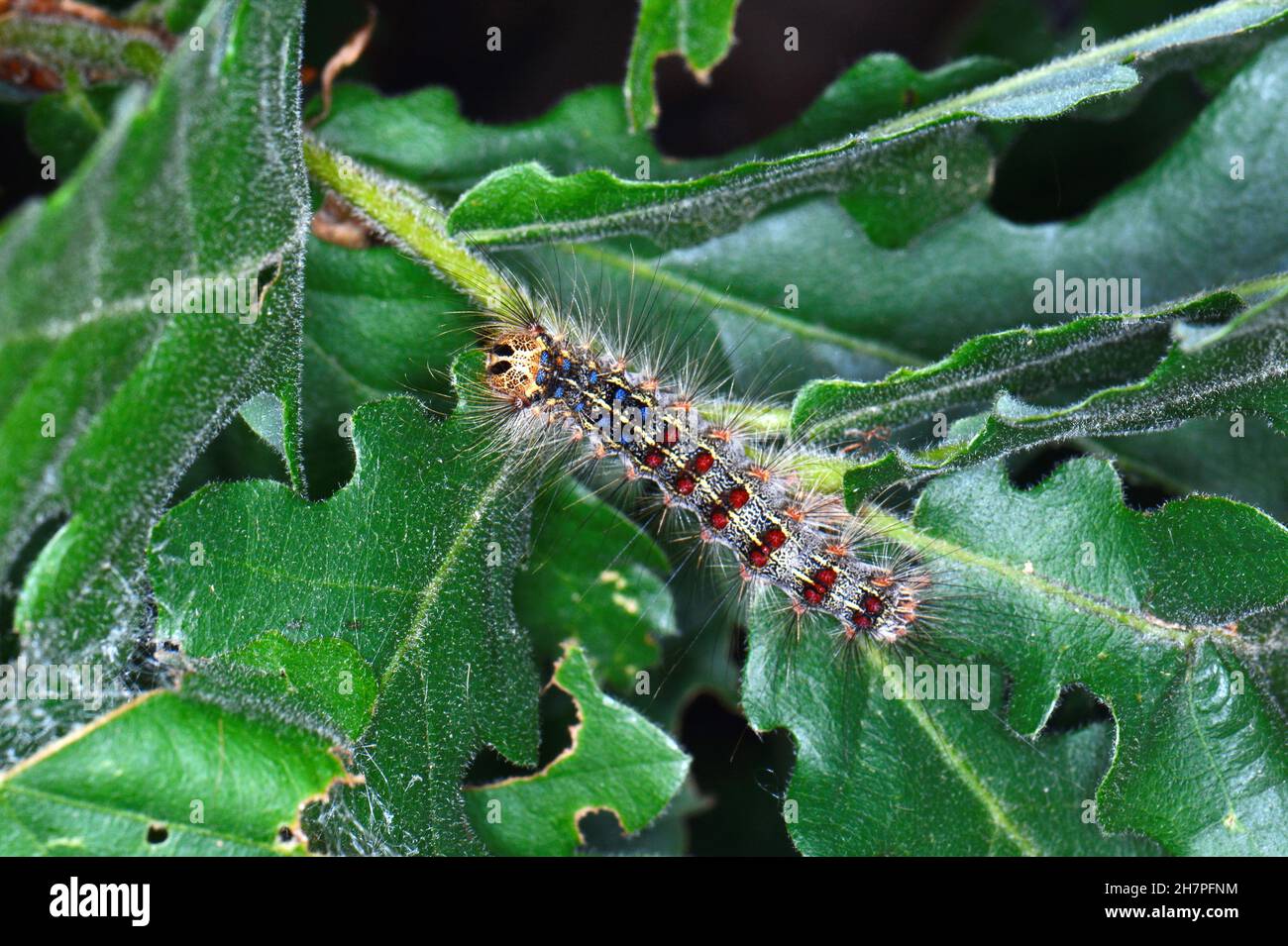 The gypsy moth (Lymantria dispar) caterpillar feeding on oak leaves ...