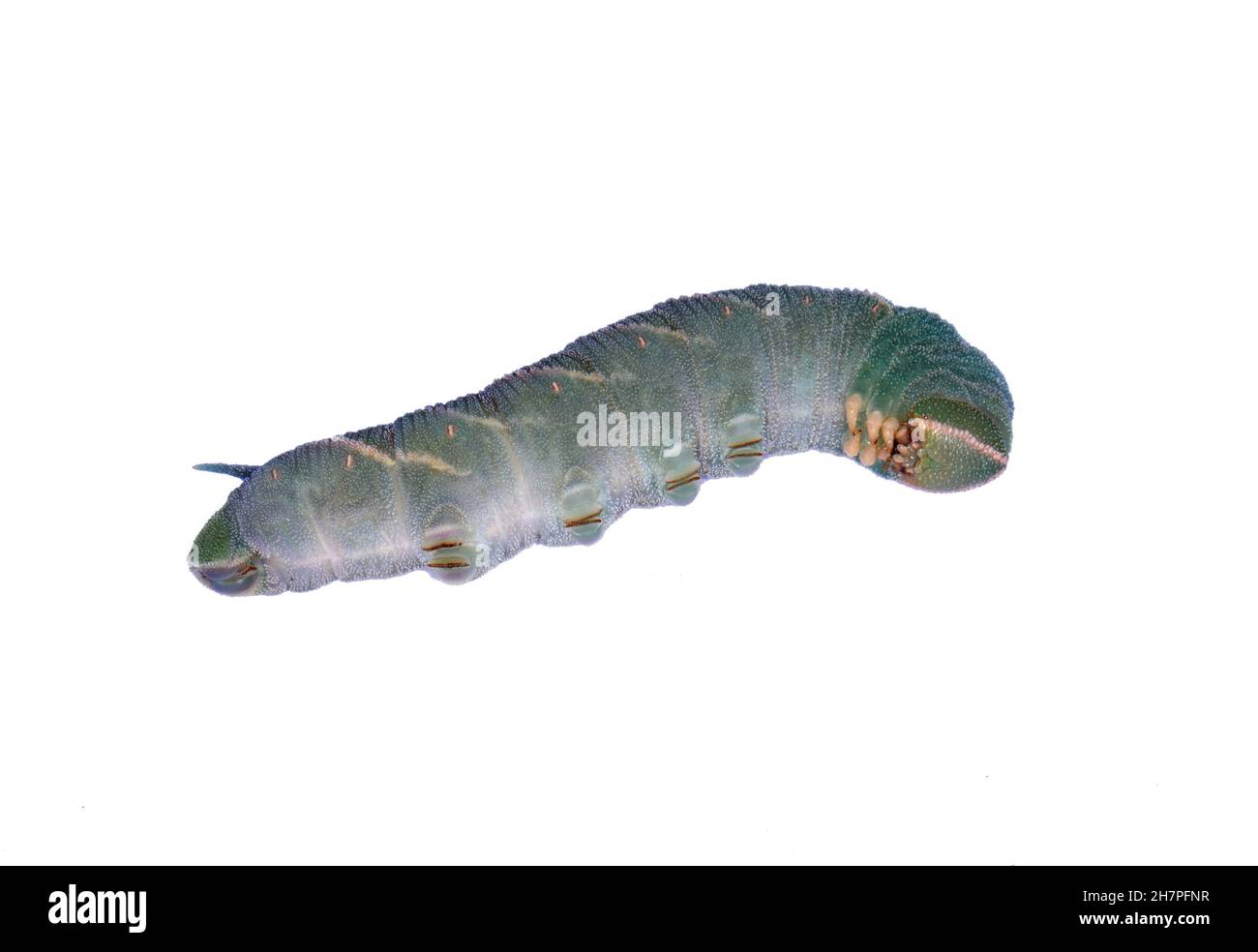 macro of butterfly larva isolated on white. Big catepillar Stock Photo ...