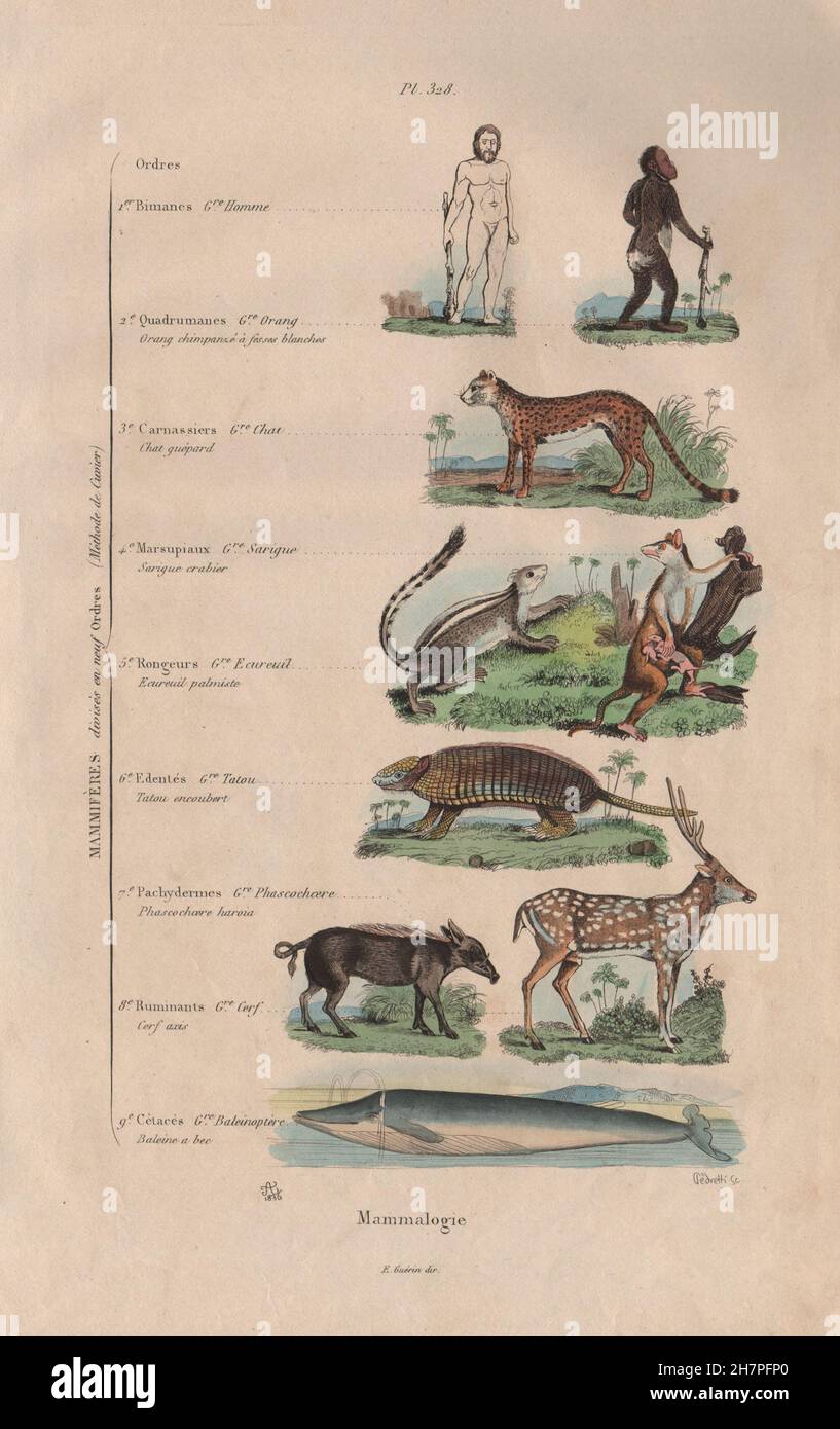 Mammals classification hi-res stock photography and images - Alamy