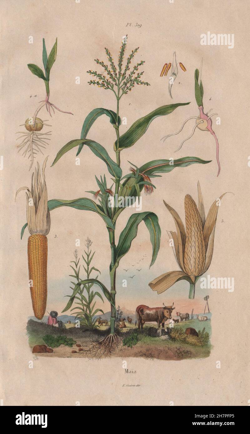 FOOD: Maïz (Maize). Corn. Farming. Agriculture, antique print 1833 ...
