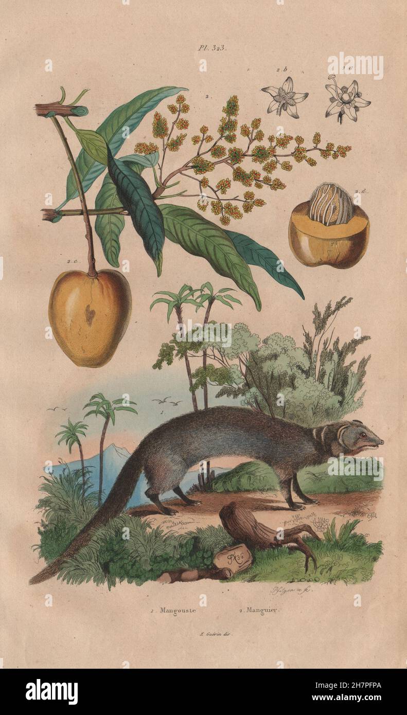 MAMMALS: Mangouste (Mongoose). Manguier (Mango Tree), antique print ...
