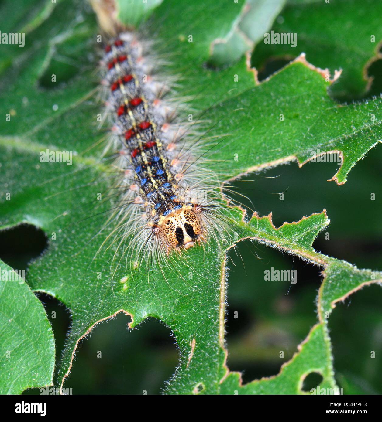 The gypsy moth (Lymantria dispar) caterpillar feeding on oak leaves ...