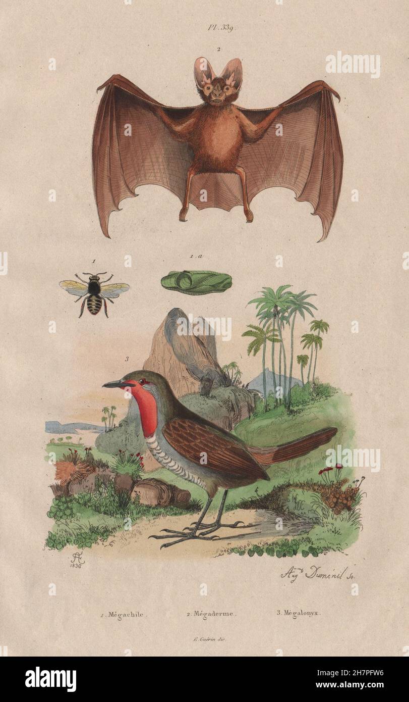 Megachile (leafcutter bee). Megaderma (vampire bat). Mégalonyx ...