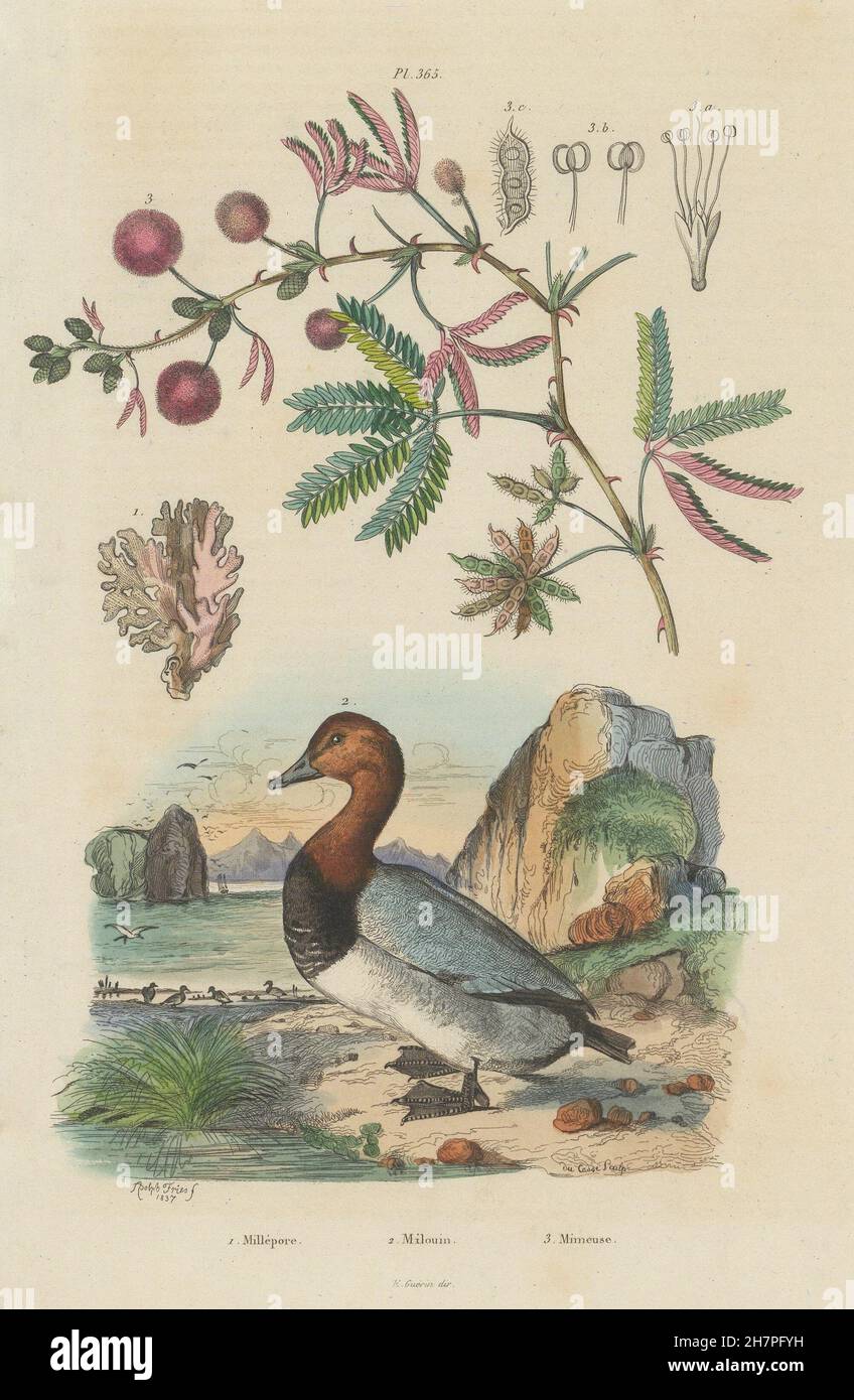 Millépore (Fire Coral). Milouin (Pochard Duck). Mimeuse (Mimosa), print ...