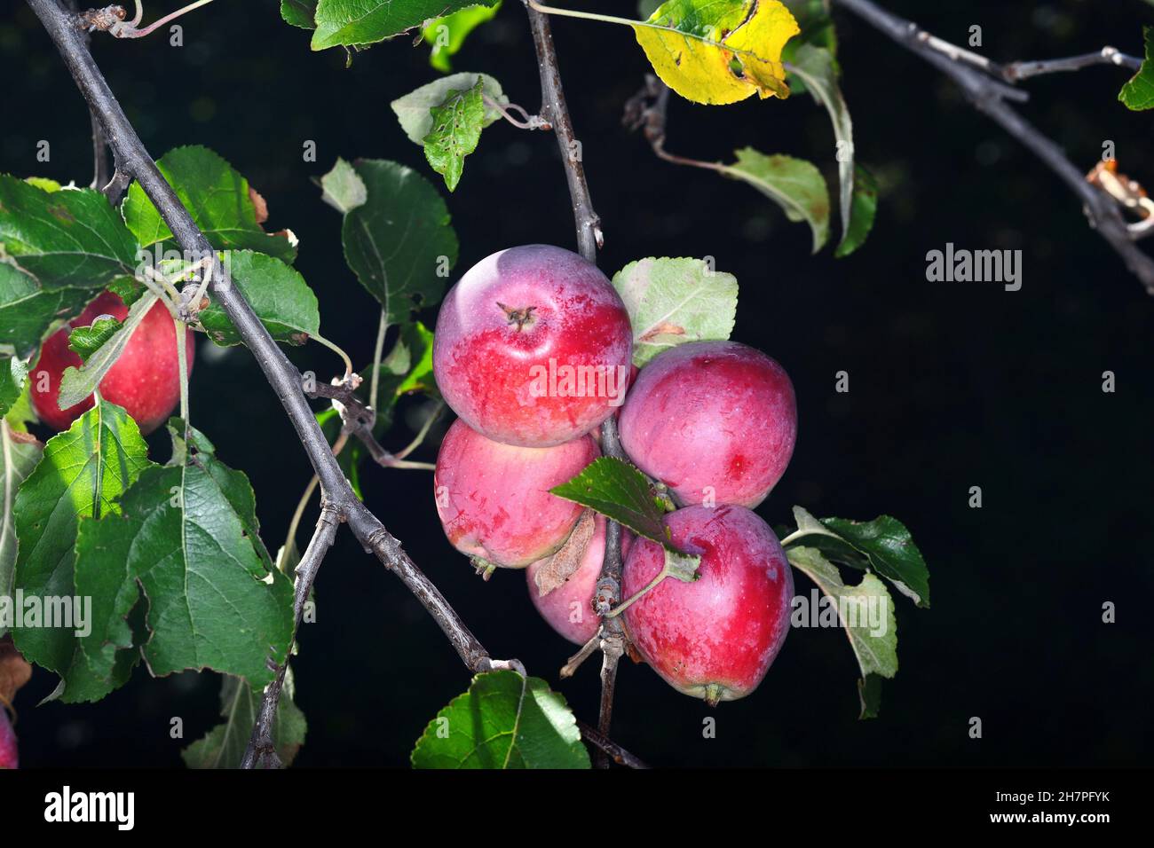 Apple trees in the garden with ripe red apples ready for harvest Stock ...