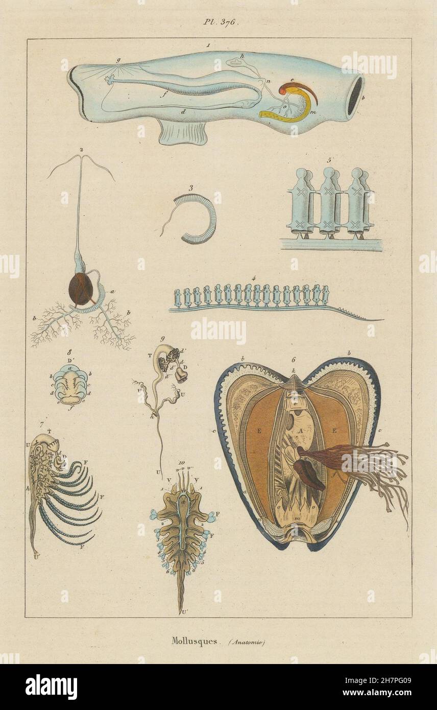 MOLLUSCS: Mollusques. Anatomy II, antique print 1833 Stock Photo - Alamy