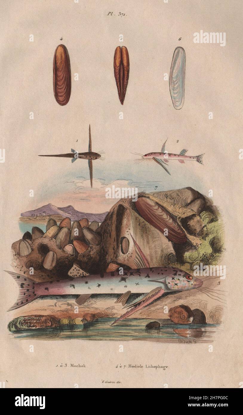 Engraved catfish hi-res stock photography and images - Alamy