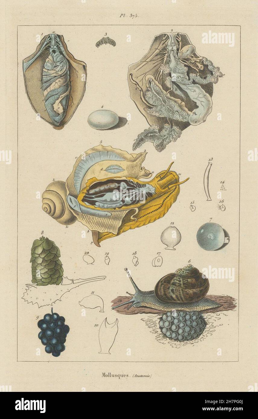 MOLLUSCS: Mollusques. Anatomy I, antique print 1833 Stock Photo - Alamy