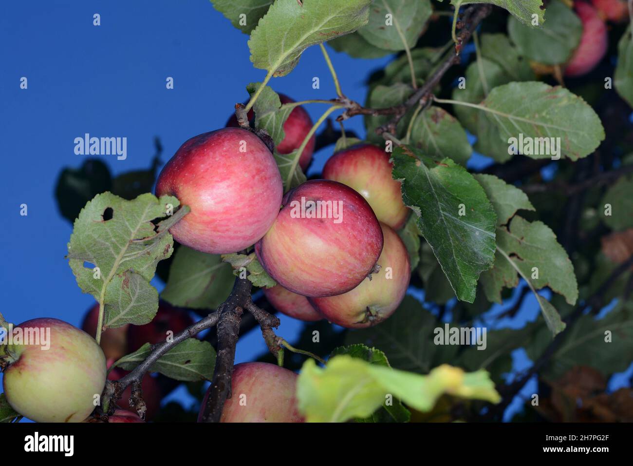 Apple trees in the garden with ripe red apples ready for harvest Stock ...