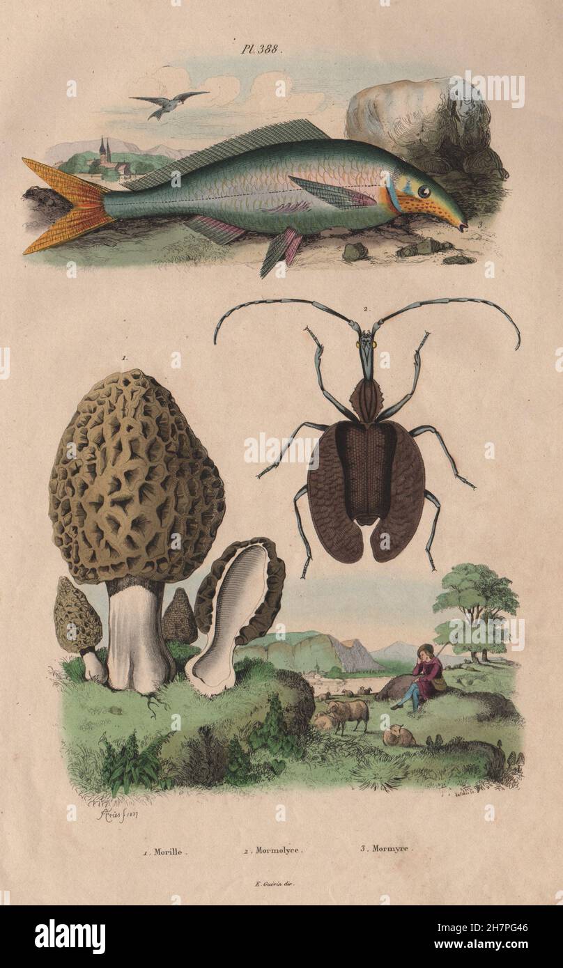 Morille (Morel). Mormolyce (Violin Beetle). Mormyridae (Elephantfish ...