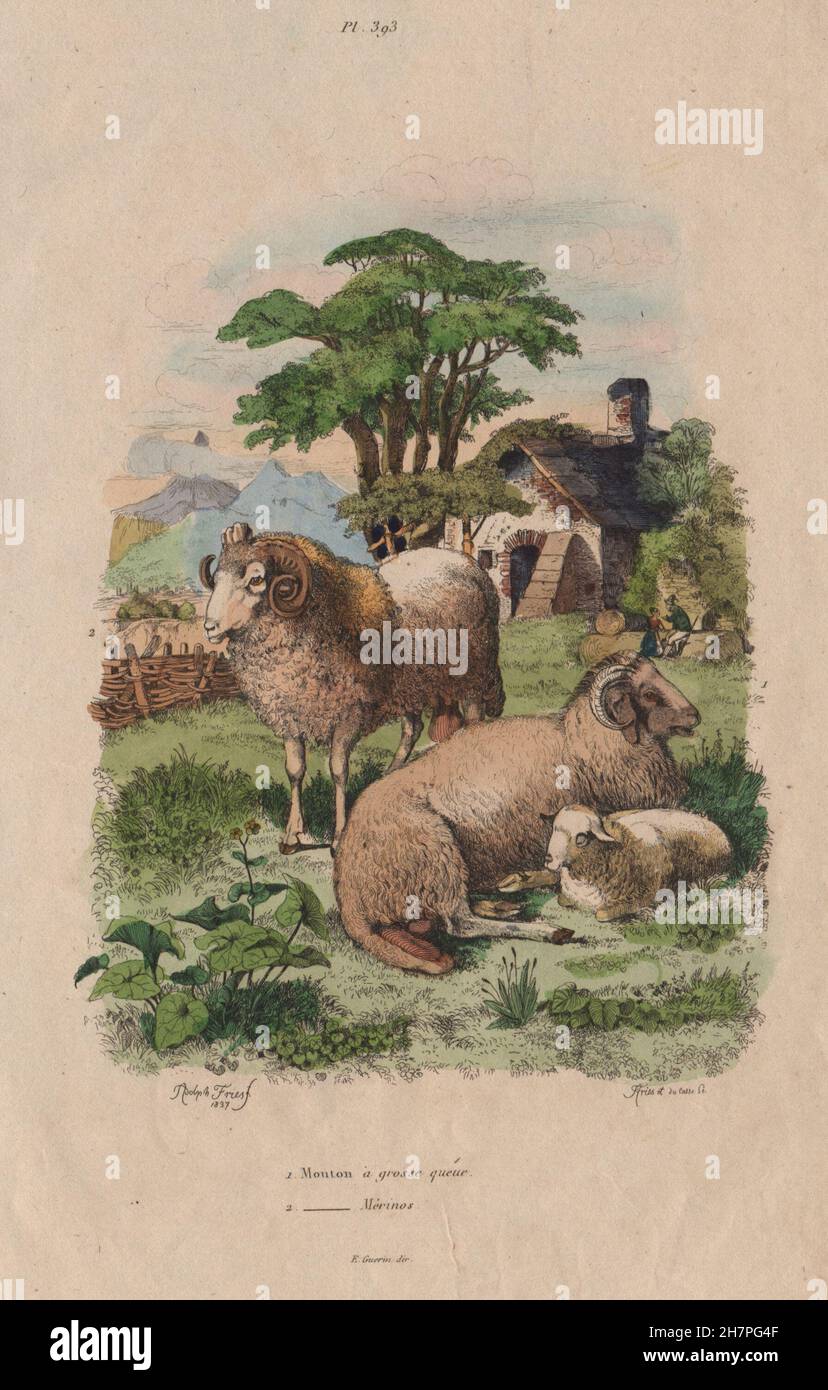 SHEEP: Long tailed sheep. Merino. Mouton à grosse queue. Mouton Mérinos ...