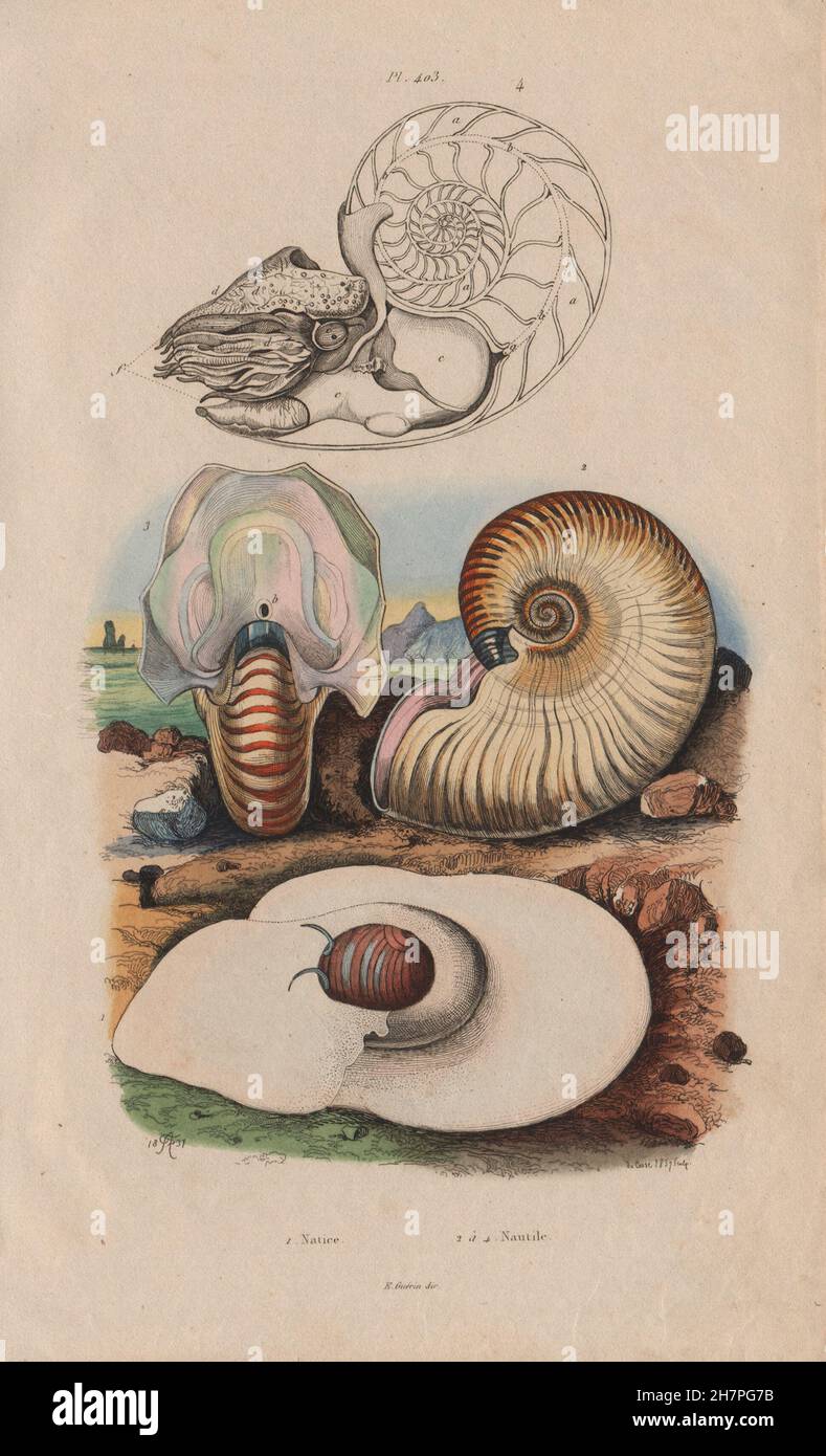 MOLLUSCS: Natice (Euspira catena). Nautile (Nautilus), antique print ...