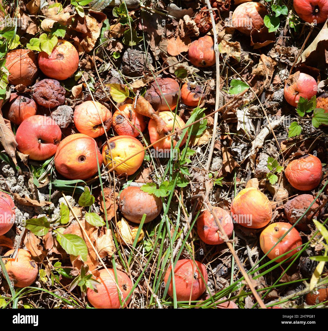 Apple on the ground with sun lights Stock Photo - Alamy