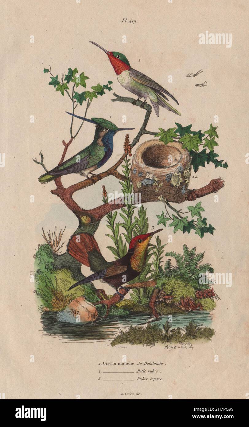 Mouche oiseau hi-res stock photography and images - Alamy