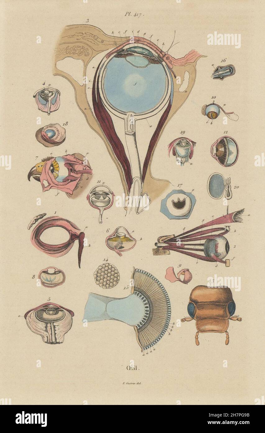EYES: Oeil (Eye). Anatomy. Biology, antique print 1833 Stock Photo - Alamy