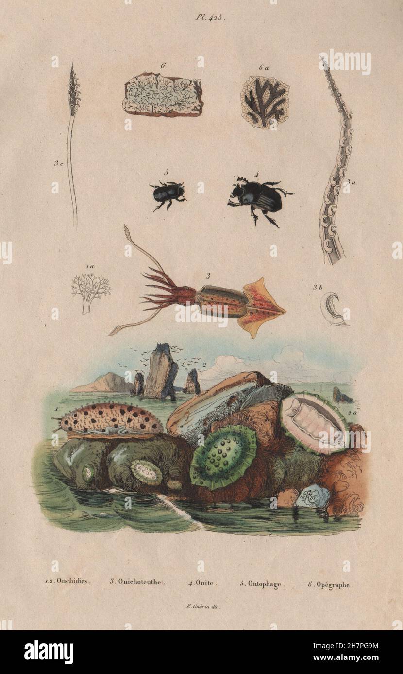 Onchidium sea slugs.Onychoteuthis squid.Onitis/Ontophagus beetles ...