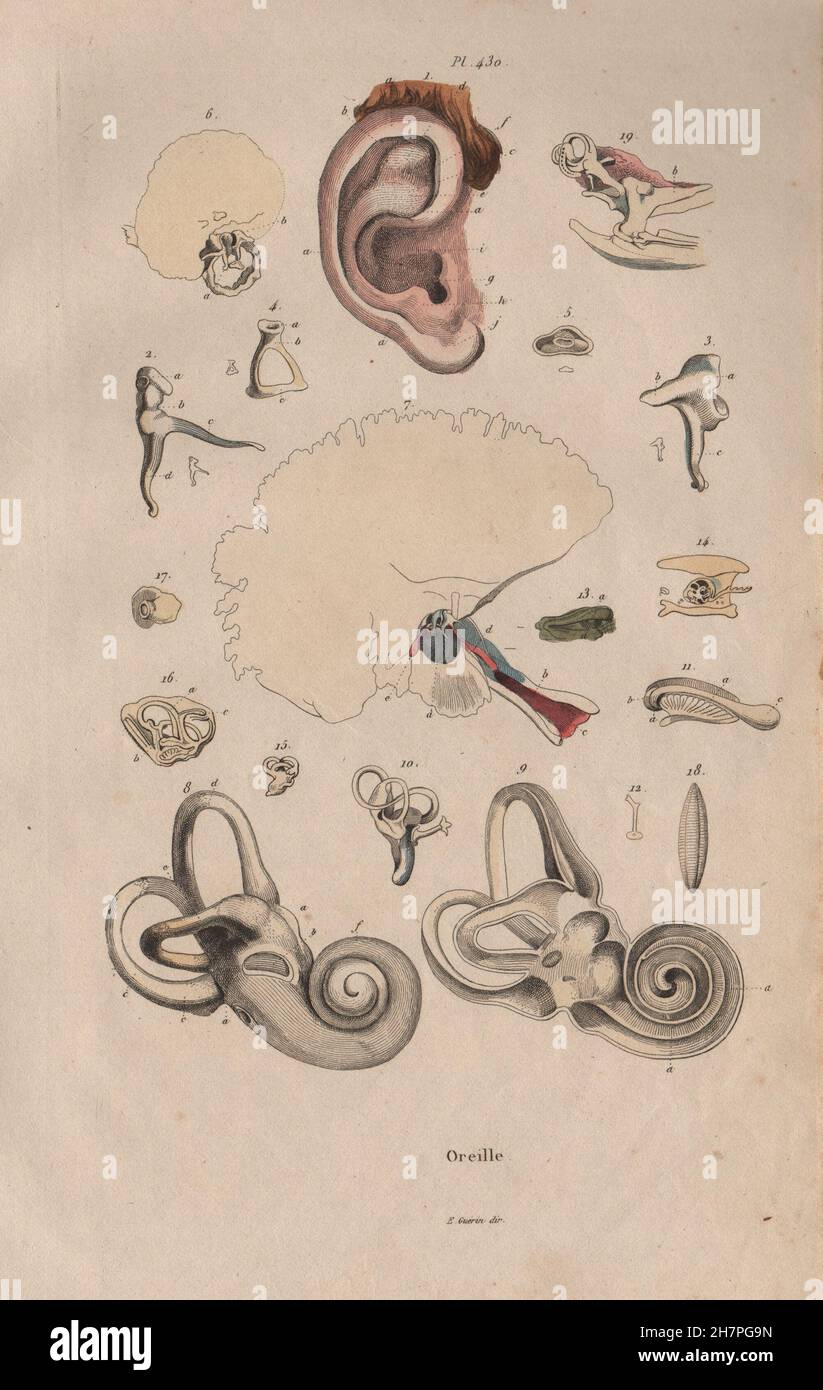THE EAR: Oreille (Ear). Anatomy. Biology, antique print 1833 Stock ...