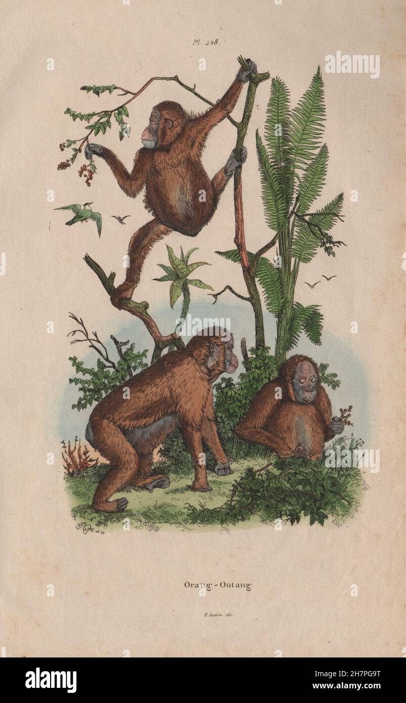 PRIMATES: Orang-Outang. Orangutan, antique print 1833 Stock Photo - Alamy