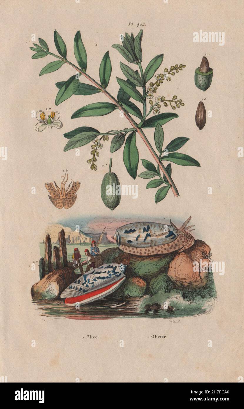 Olive de mer hi-res stock photography and images - Alamy