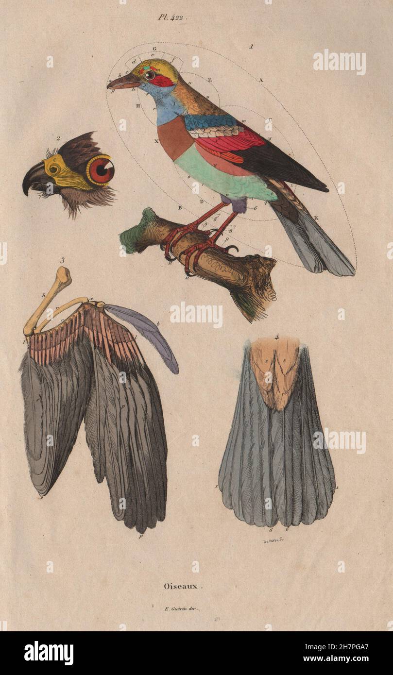 Avian Anatomy Poster