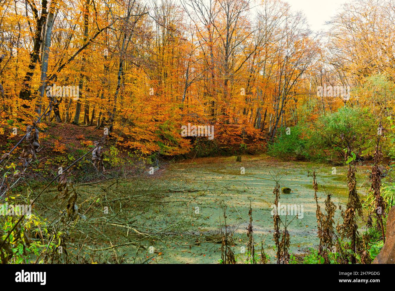Quagmire landscape hi-res stock photography and images - Alamy