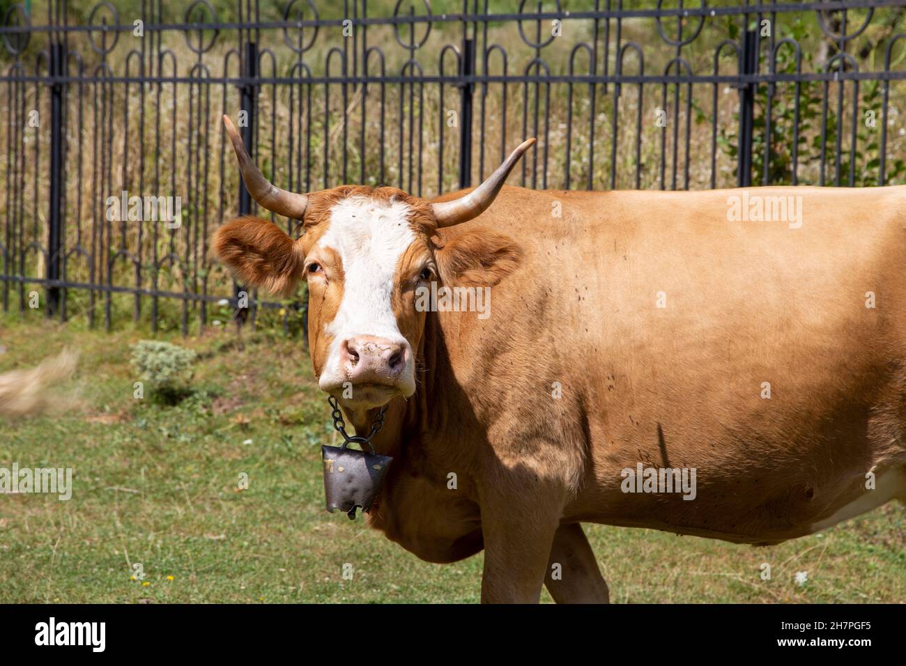 Paltinis hi-res stock photography and images - Alamy