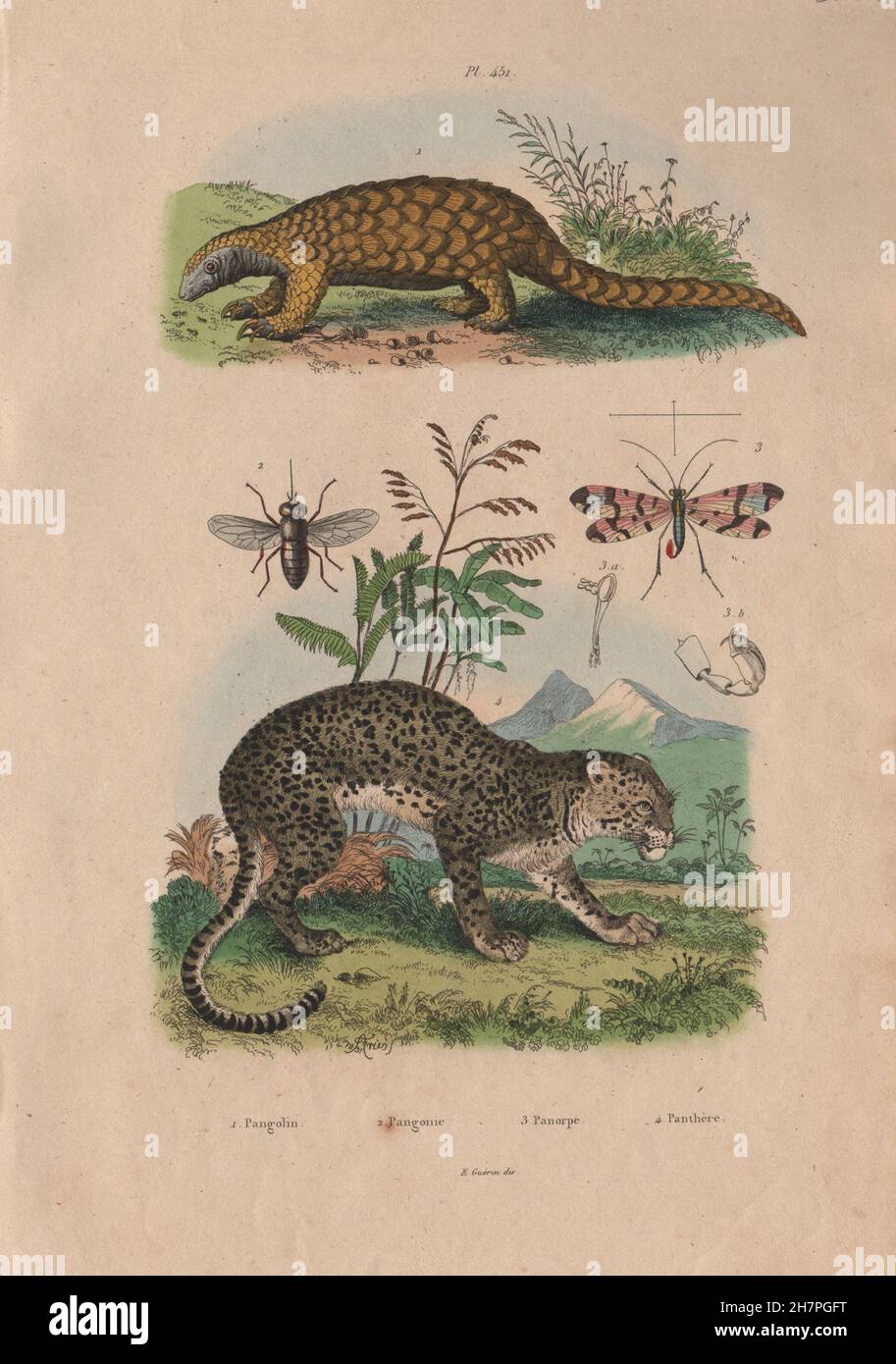 Pangolin. Pangonia (Horsefly). Panorpa (Scorpionfly). Panthère (Panther ...