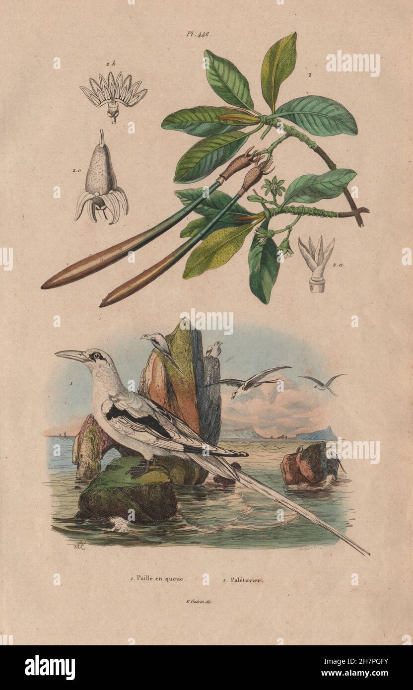 Paille queue (White-tailed Tropicbird). Palétuvier (Mangrove), old ...