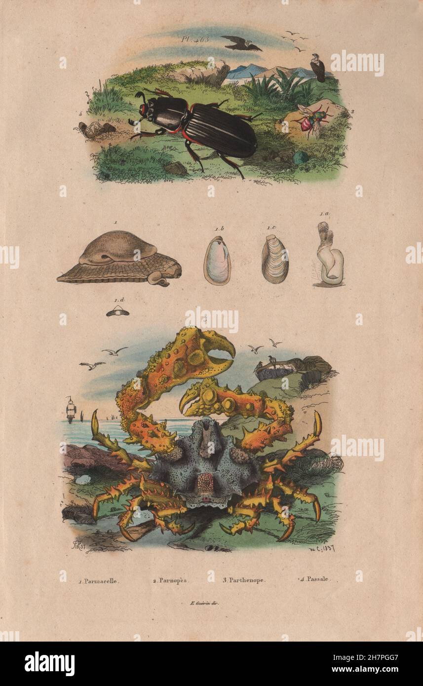 CRUSTACEANS: Parmacelle. Parnopès. Parthenope crab. Passale, old print ...