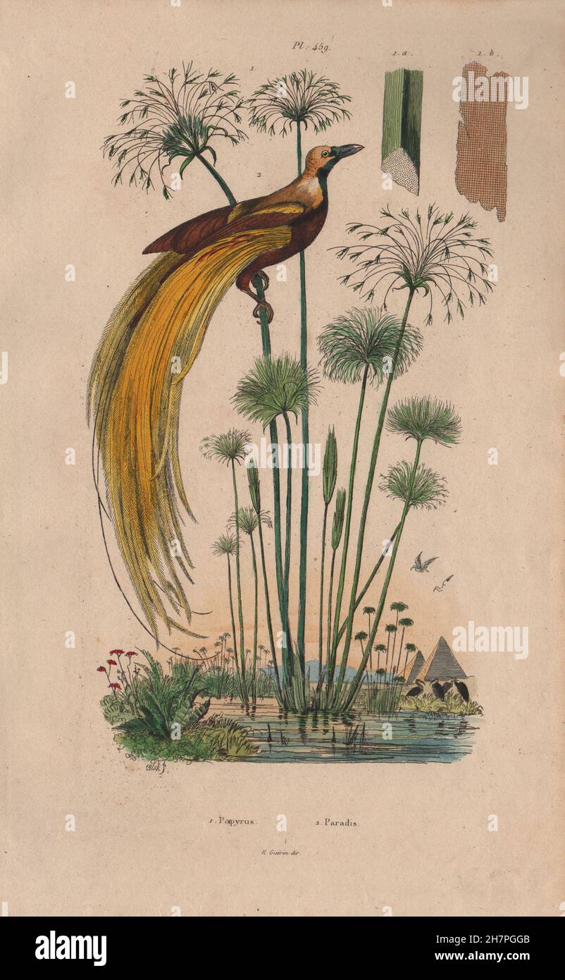 BIRDS/PLANTS: Papyrus. Paradis (Raggiana Bird of Paradise), antique ...