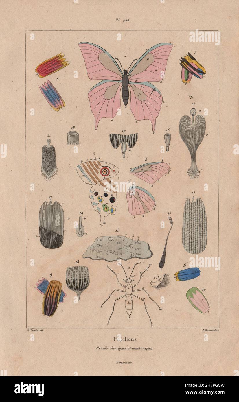 LEPIDOPTERA: Papillons (Butterflies) I. Détails théoriques et ...