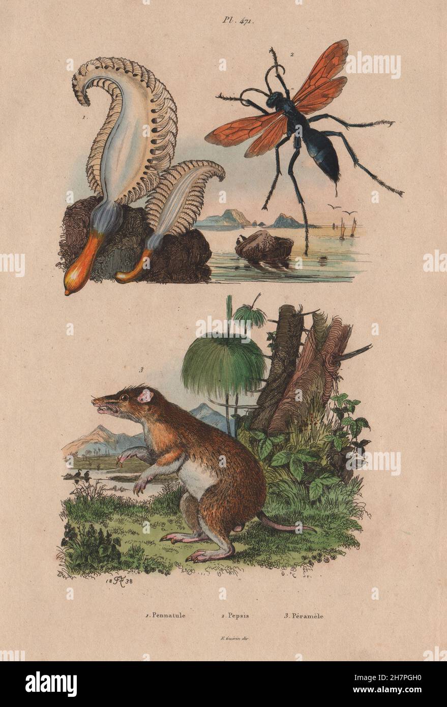 Pennatula (sea pen). Pepsis (tarantula hawk). Péraméle (Bandicoot ...