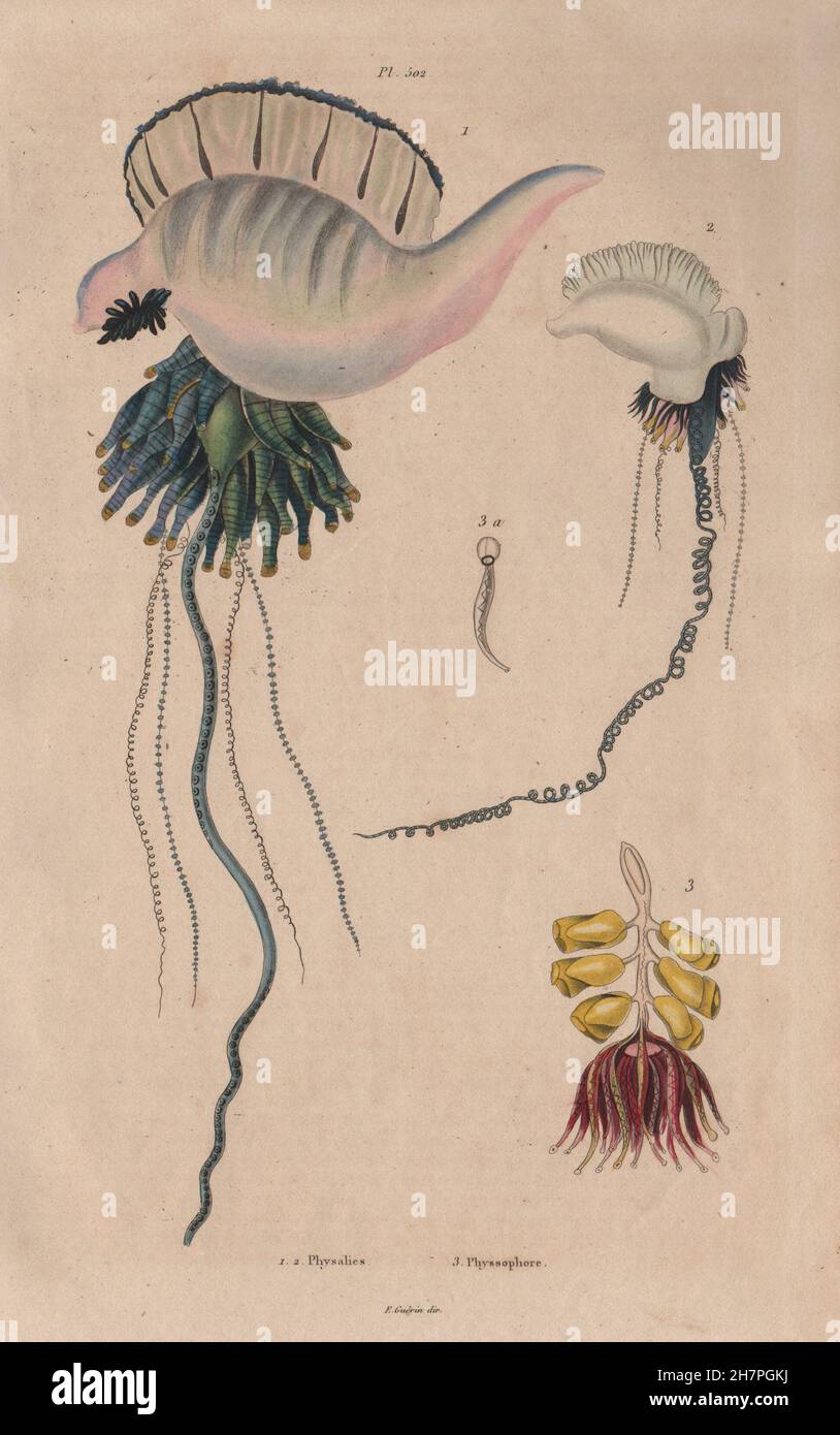 FISH: Physalia (Man Of War). Physophora hydrostatica, antique print ...