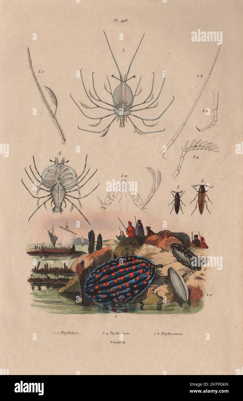 SEA LIFE: Phyllidia (Nudibranch). Phyllocères. Phyllosoma (Lobster ...