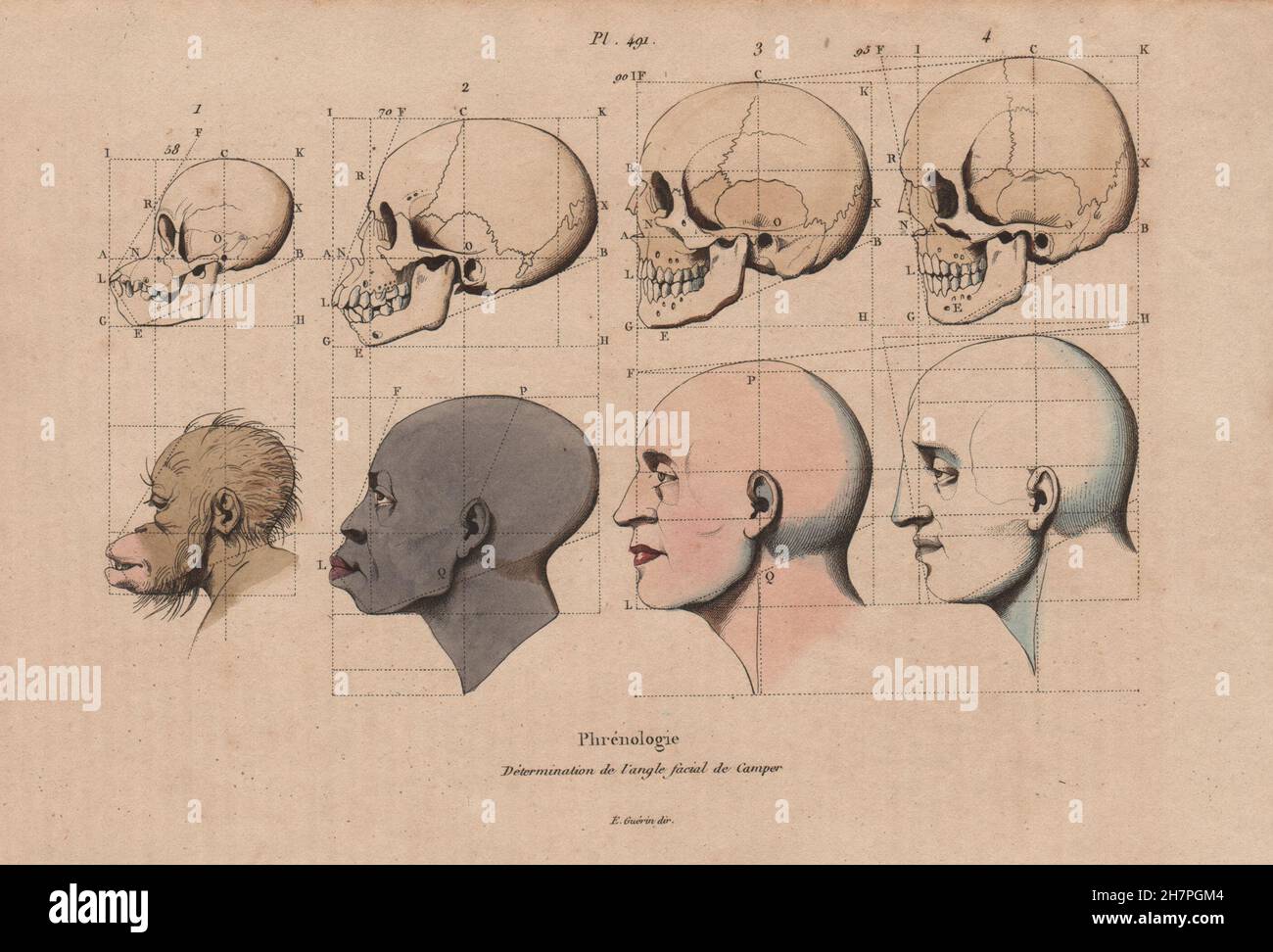 PHRENOLOGY: Petrus Camper's Facial Angles. Profiles. Skulls, old print ...