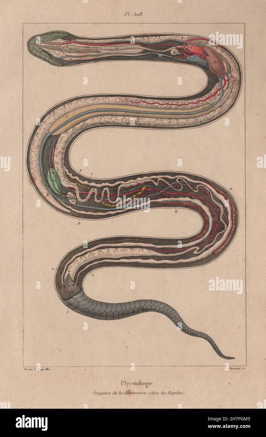 SNAKE PHYSIOLOGY: Organes de la Gènèration. Organs, antique print 1833 ...
