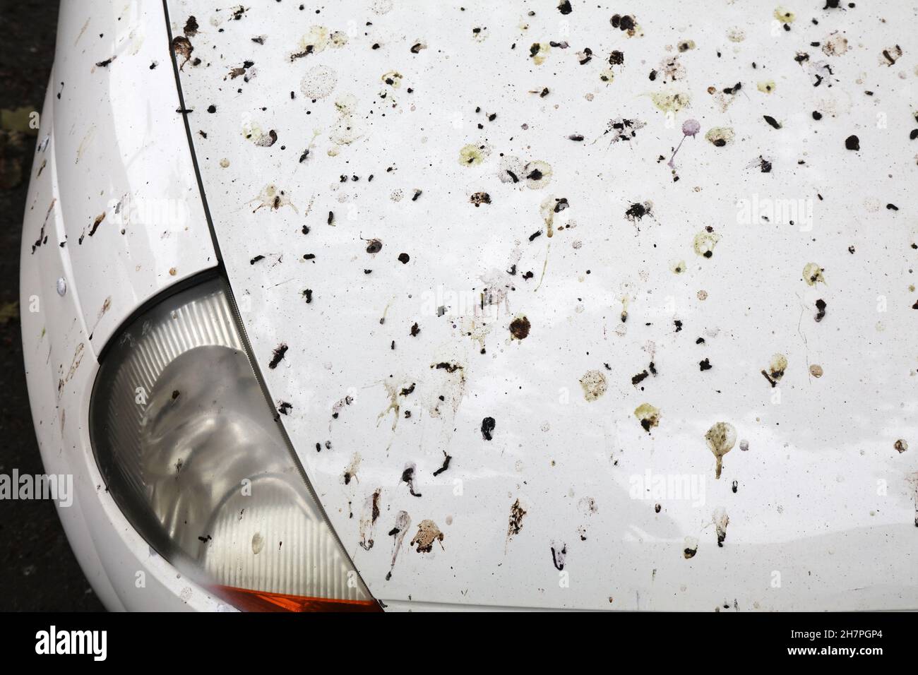 Bird droppings on car hood. Dirty, stained car covered in bird poop ...