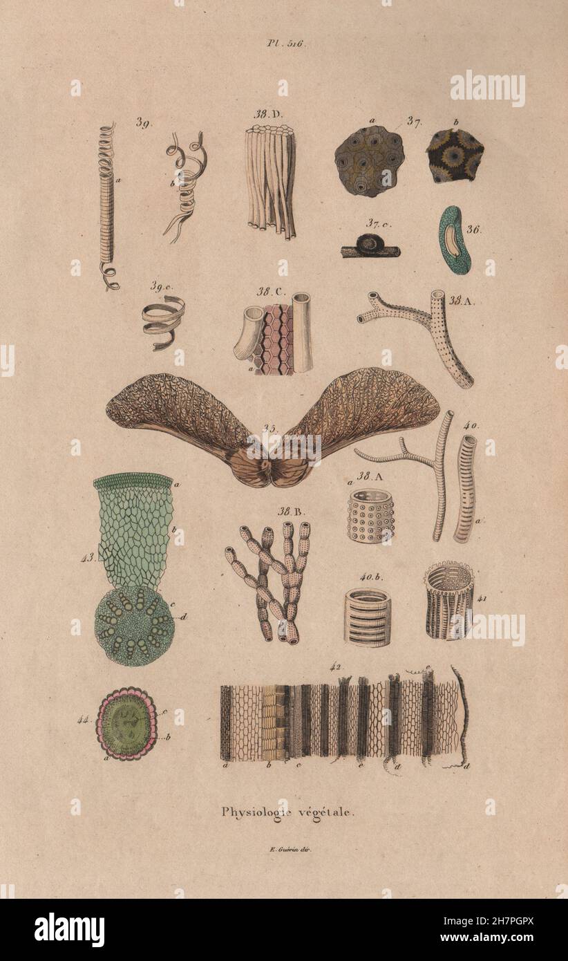 PLANTS: Physiologie Végétale. Sycamore seed, antique print 1833 Stock ...