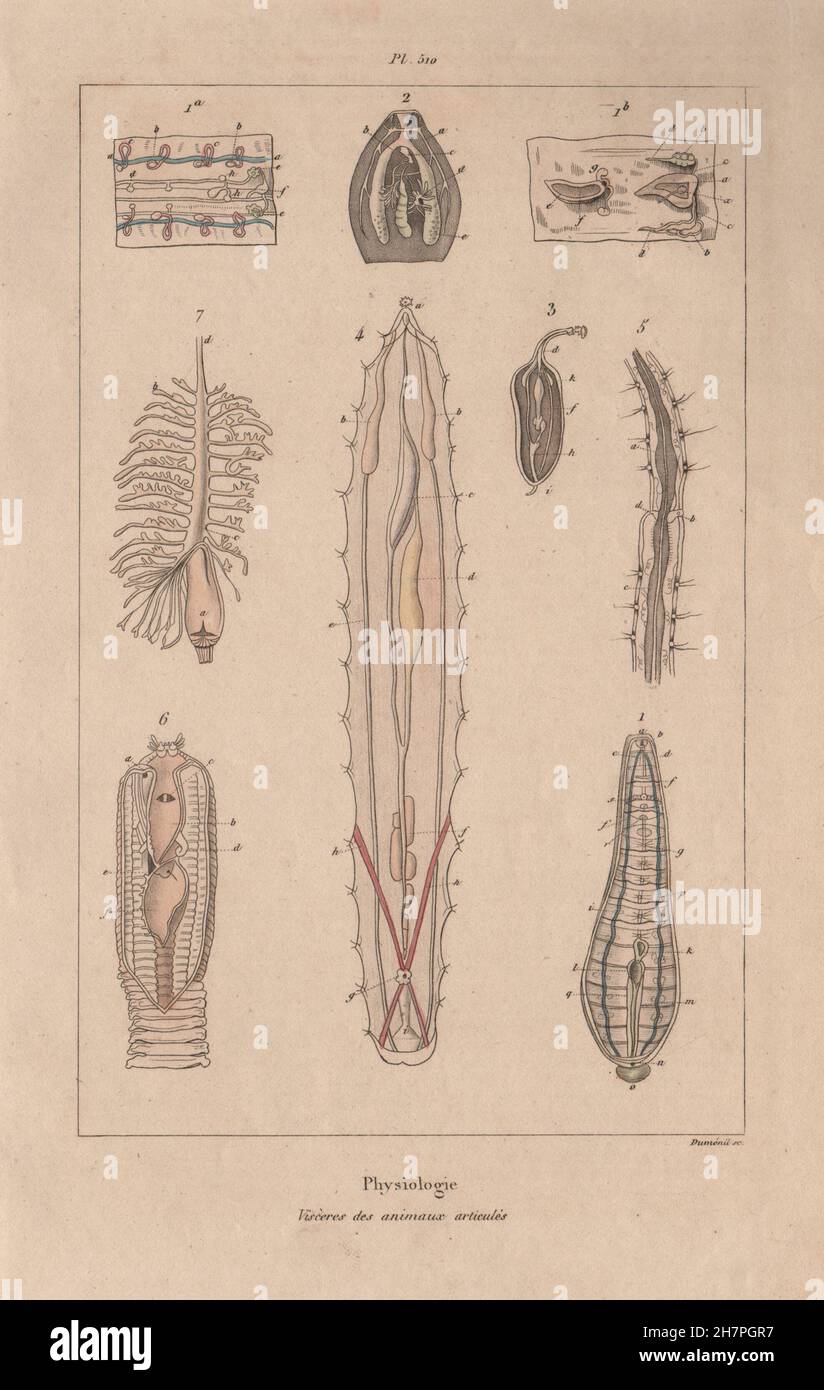 PHYSIOLOGY: Viscères (Viscera) des animaux articulés. Articulated ...