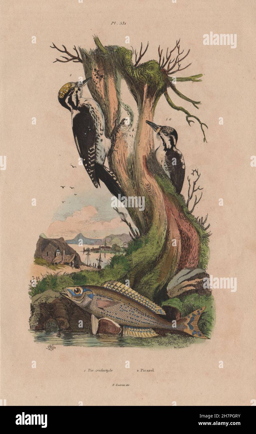 Tridactyle hi-res stock photography and images - Alamy