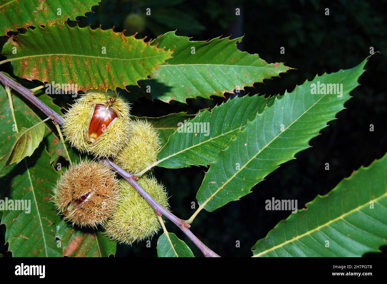 Chestnut tree tuscany italy hi-res stock photography and images - Alamy