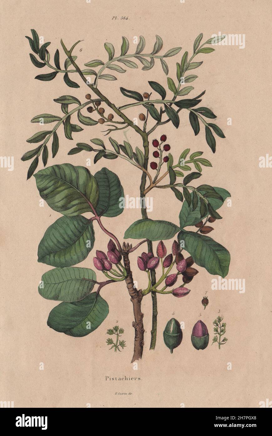 PLANTS: Pistachiers (Pistachio tree). Nuts. Food, antique print 1833 ...