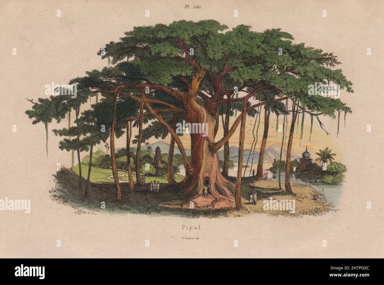 Sacred fig trees hi-res stock photography and images - Alamy